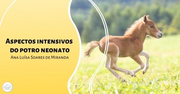 Aspectos Intensivos do Potro Neonato - online - Sympla