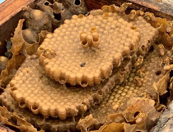 IV OFICINA DE MELIPONICULTURA - DIVISÃO DE ABELHAS ASF em Brasília - Sympla