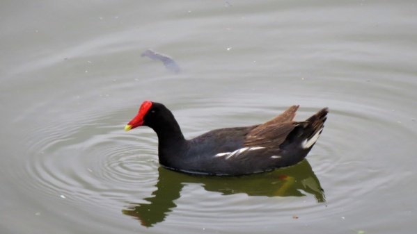 Trilha de observação de fauna e flora na margem do Rio Pinheiros (21/05 ...