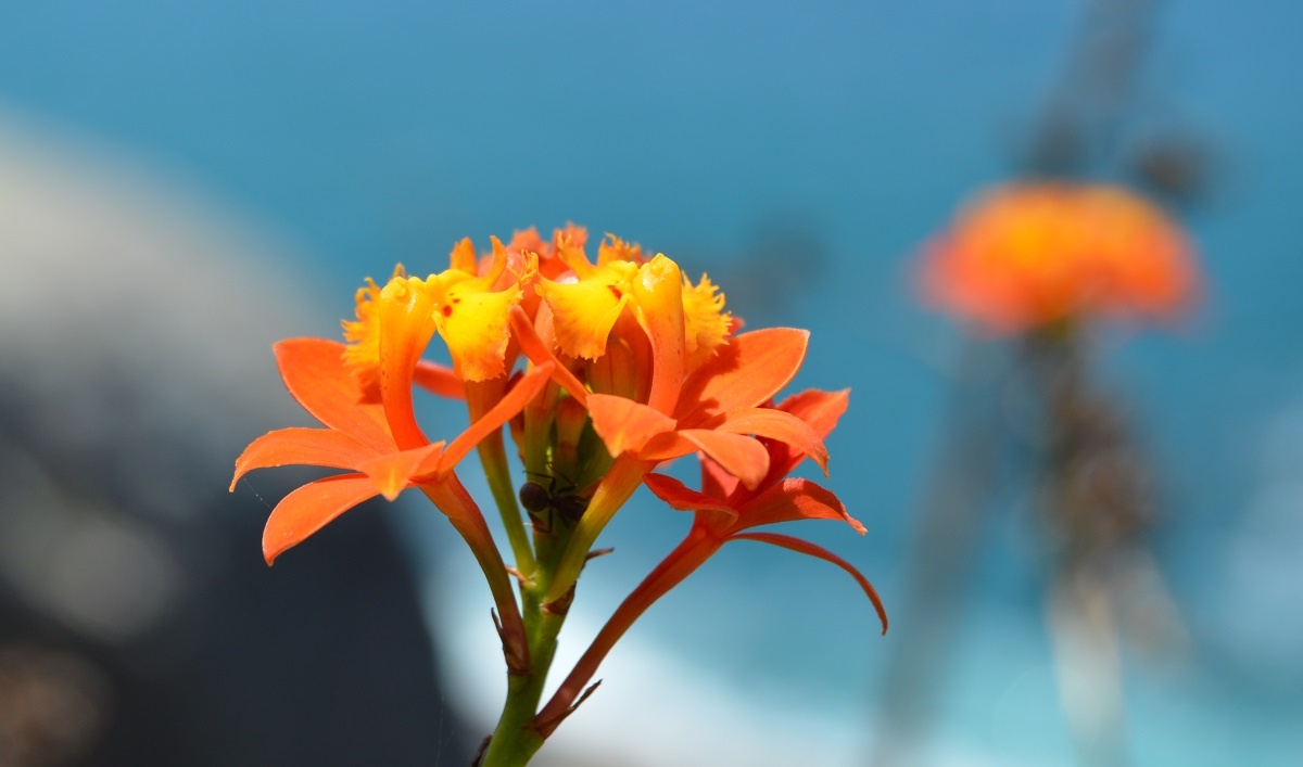 IRATU.org - Instituto Raízes do Turismo - Produtor - Eventos e ...