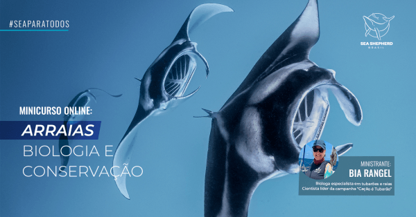 Minicurso Arraias: Biologia e Conservação, com Bianca Rangel - Programa ...