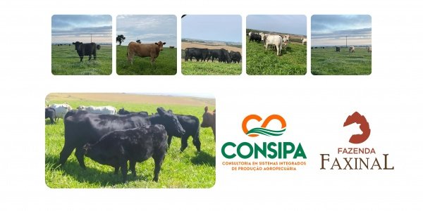 CURSO SICOPA e DIA DE CAMPO SIPA em Ponta Grossa - Sympla