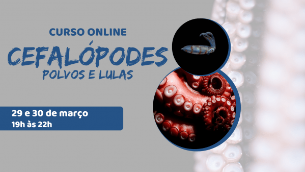 Curso online: CEFALÓPODES, polvos, lulas e sepiolida - online - Sympla