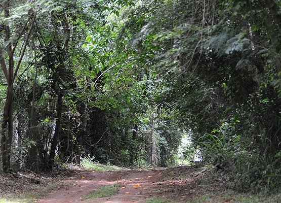 Passeio Turístico a Mata de Santa Genebra em Campinas - Sympla